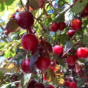 Self Pollinating Plum Tree - Etsy