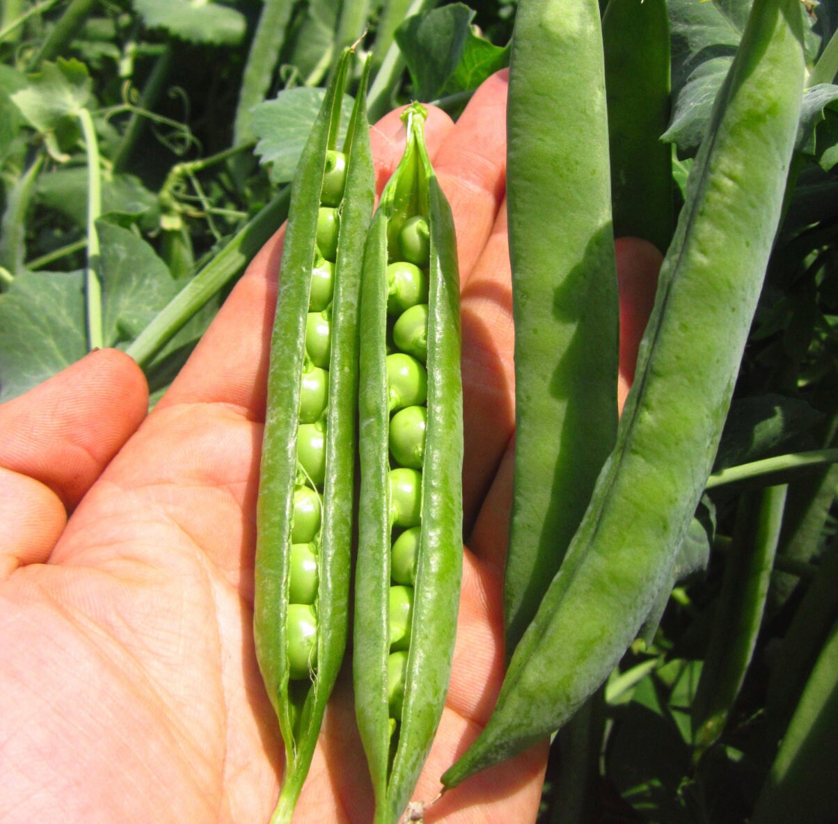 Green Arrow Shelling Pea Seeds X 20 - Etsy