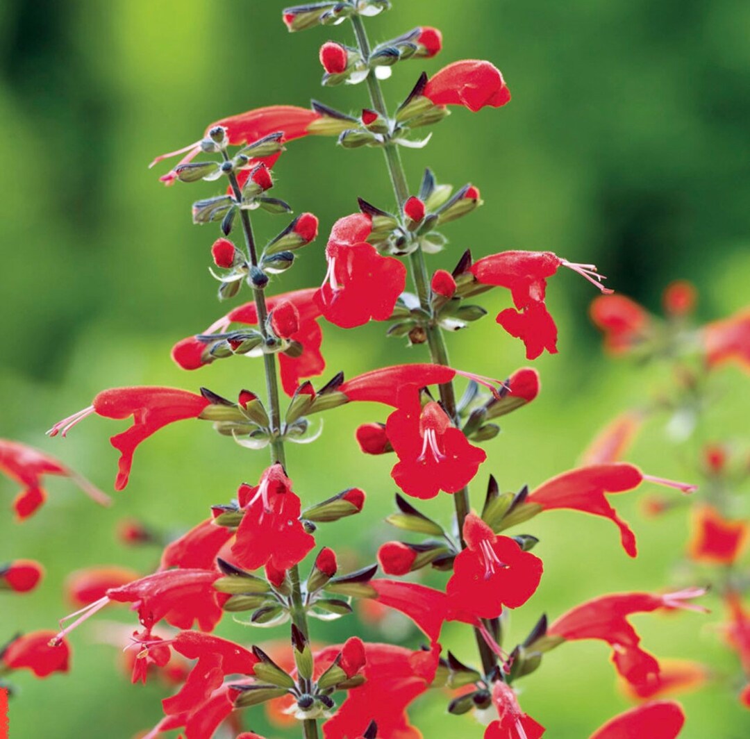 Scarlet Sage, Tropical Sage, Scarlet Salvia, Salvia Coccinea , Salvia ...