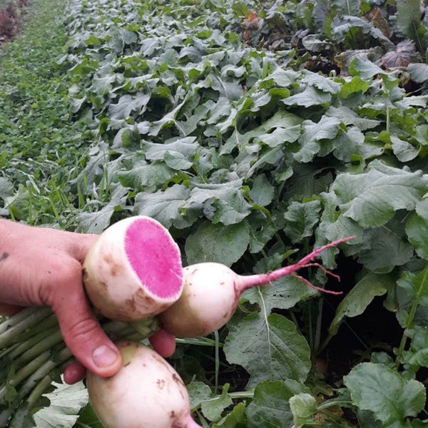 Watermelon Radish - Etsy