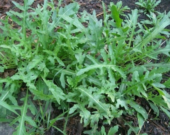 USA SELLER Wild Rocket Arugula 100 Seeds Heirloomeruca - Etsy