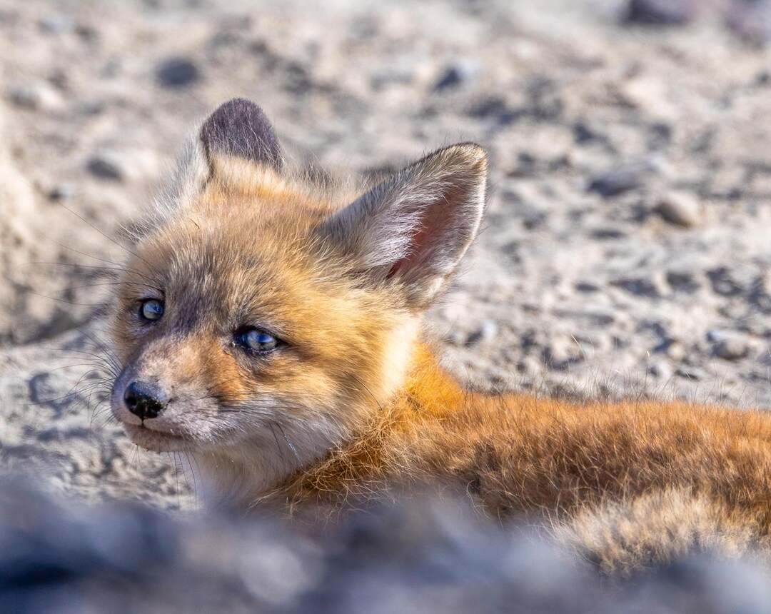 Red Fox, Fox Kit, Wildlife Photography, Digital Download, Print It ...