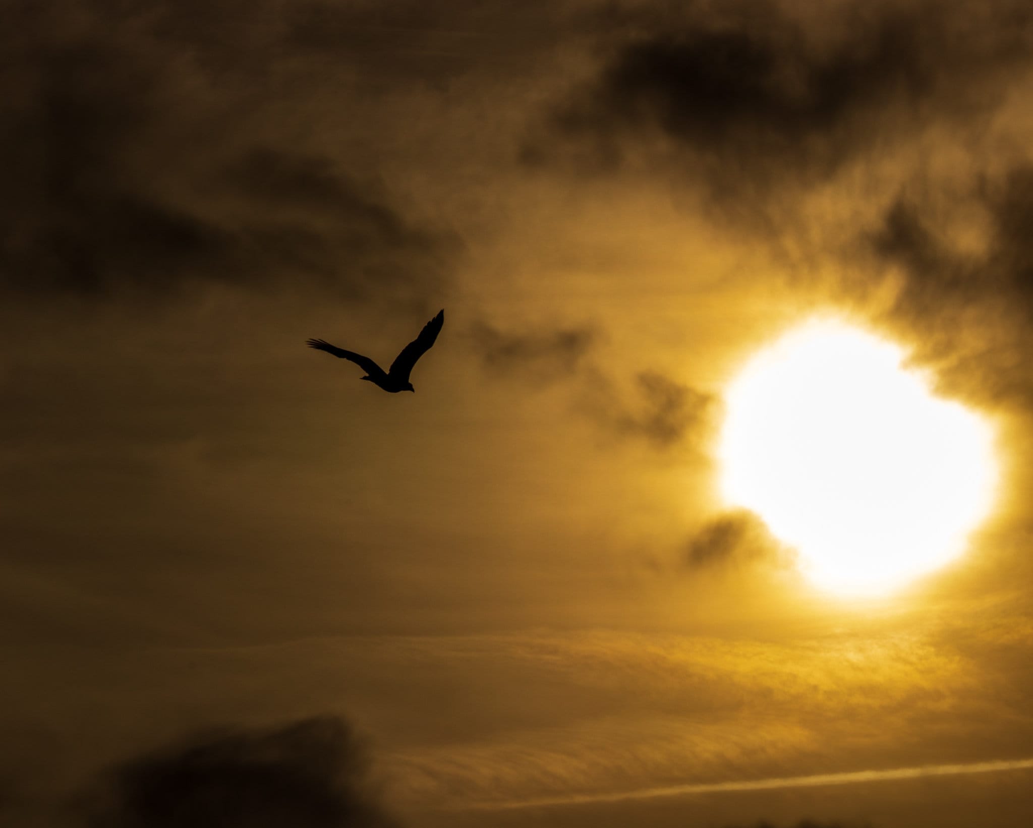 Eagle, Soaring Shadow, Wildlife Photography, Digital Download, Print It ...