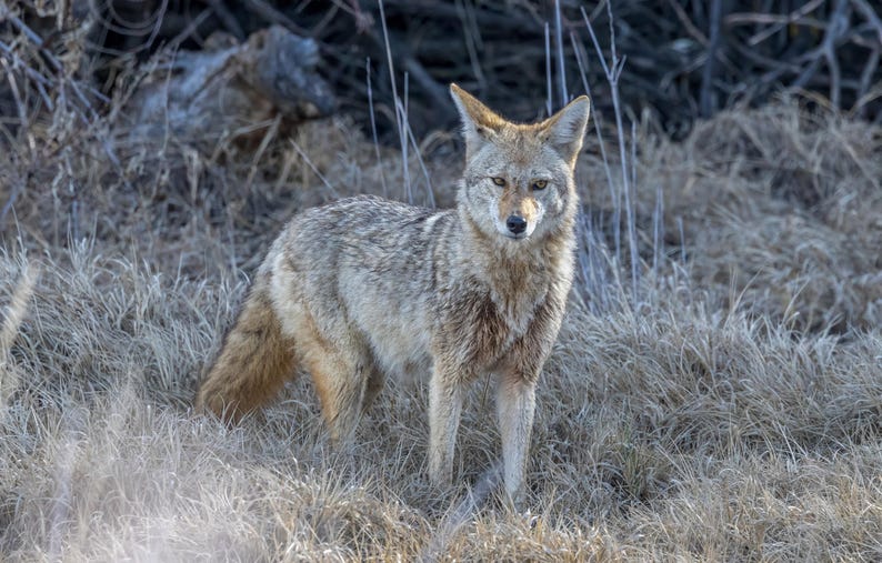 Coyote, Digital Download, Wildlife Photography, Print It Yourself - Etsy