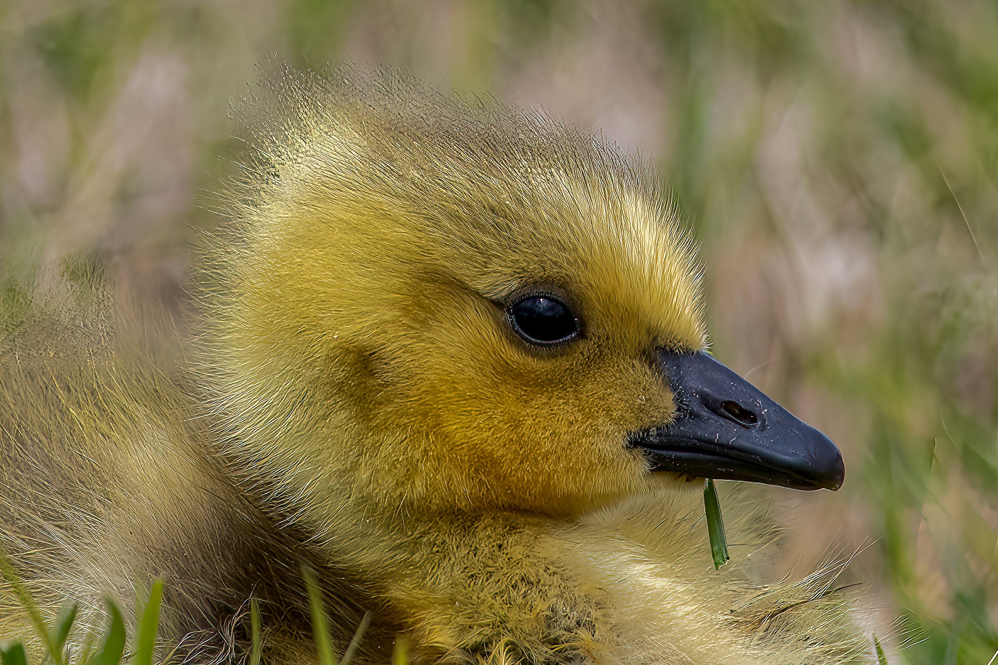 Gosling, Baby Geese, Wildlife Photography, Digital Download - Etsy