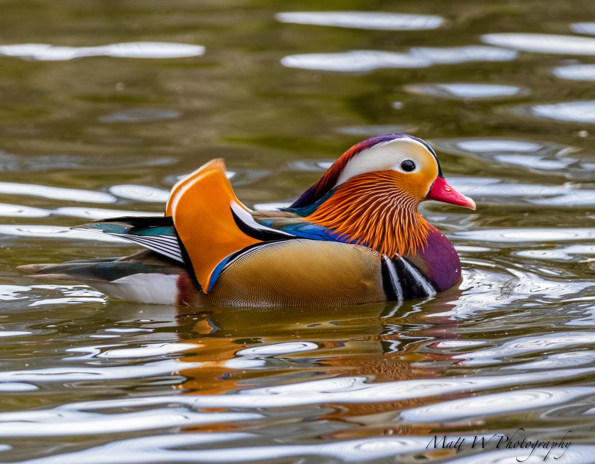 Mandarin Duck, Wildlife Photography, Nature Photography, Ducks, Digital ...