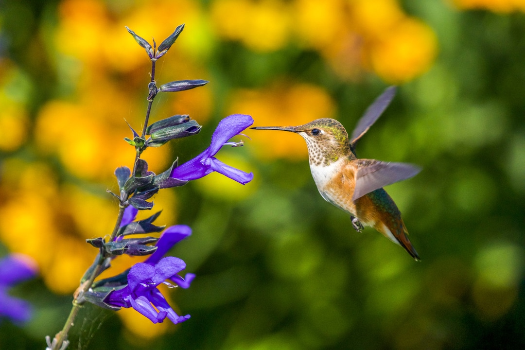 Hummingbird, Wildlife Photography, Nature Photography, Digital Download ...