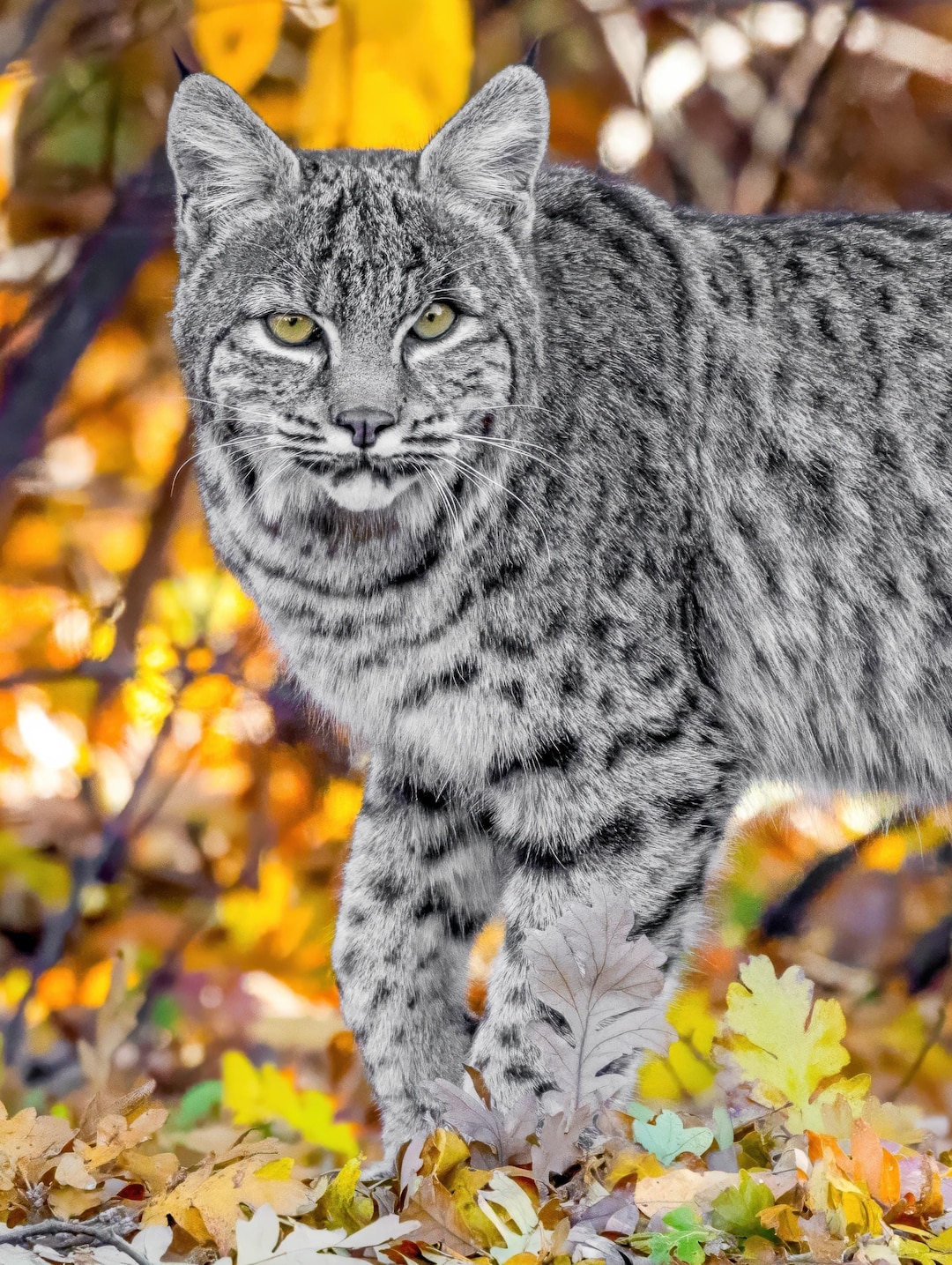 Bobcat, Cats, Wildlife Photography, Digital Download - Etsy