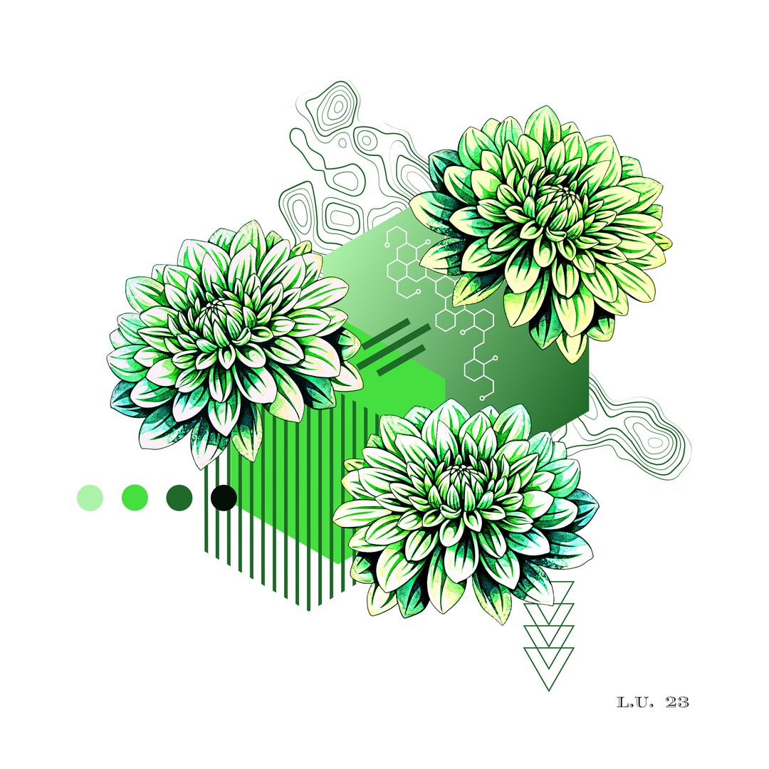 Dancing Trio of Dahlias: Three Flowers Hovering Over a Plethora of ...