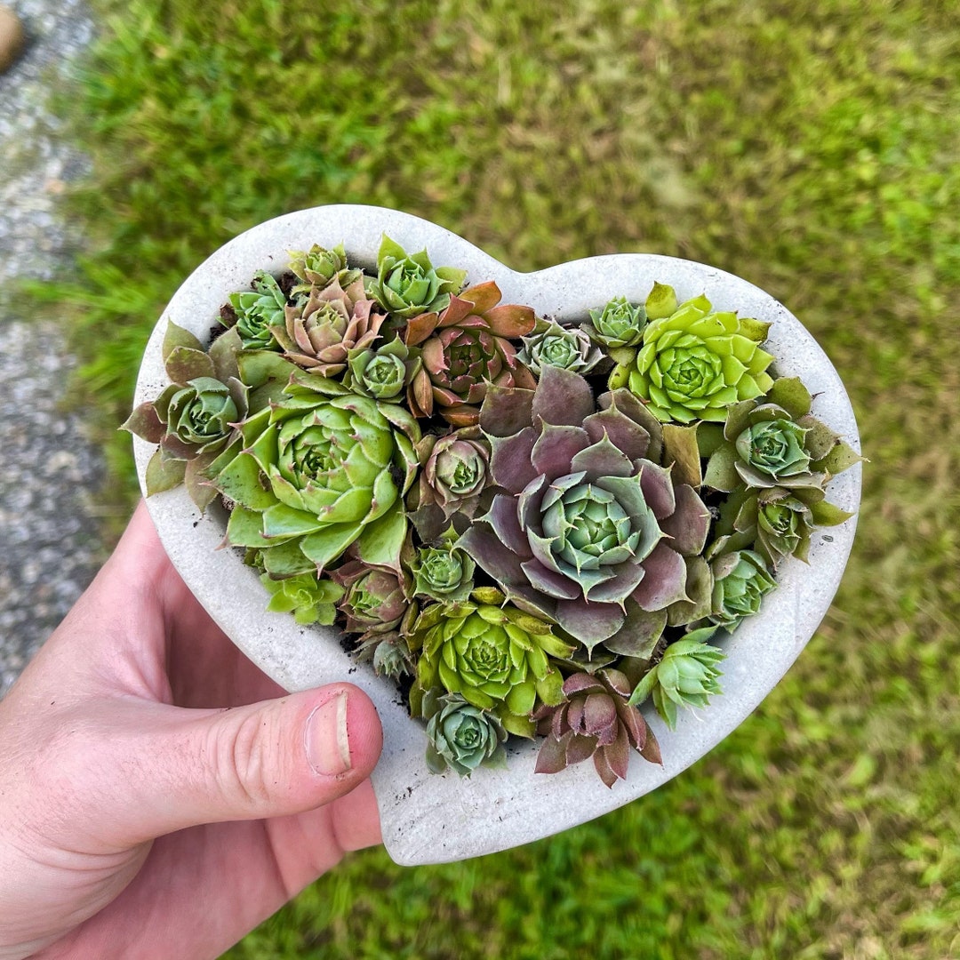 Heart Shaped Pot | Heart Shaped Planter | Heart Succulent Planter ...