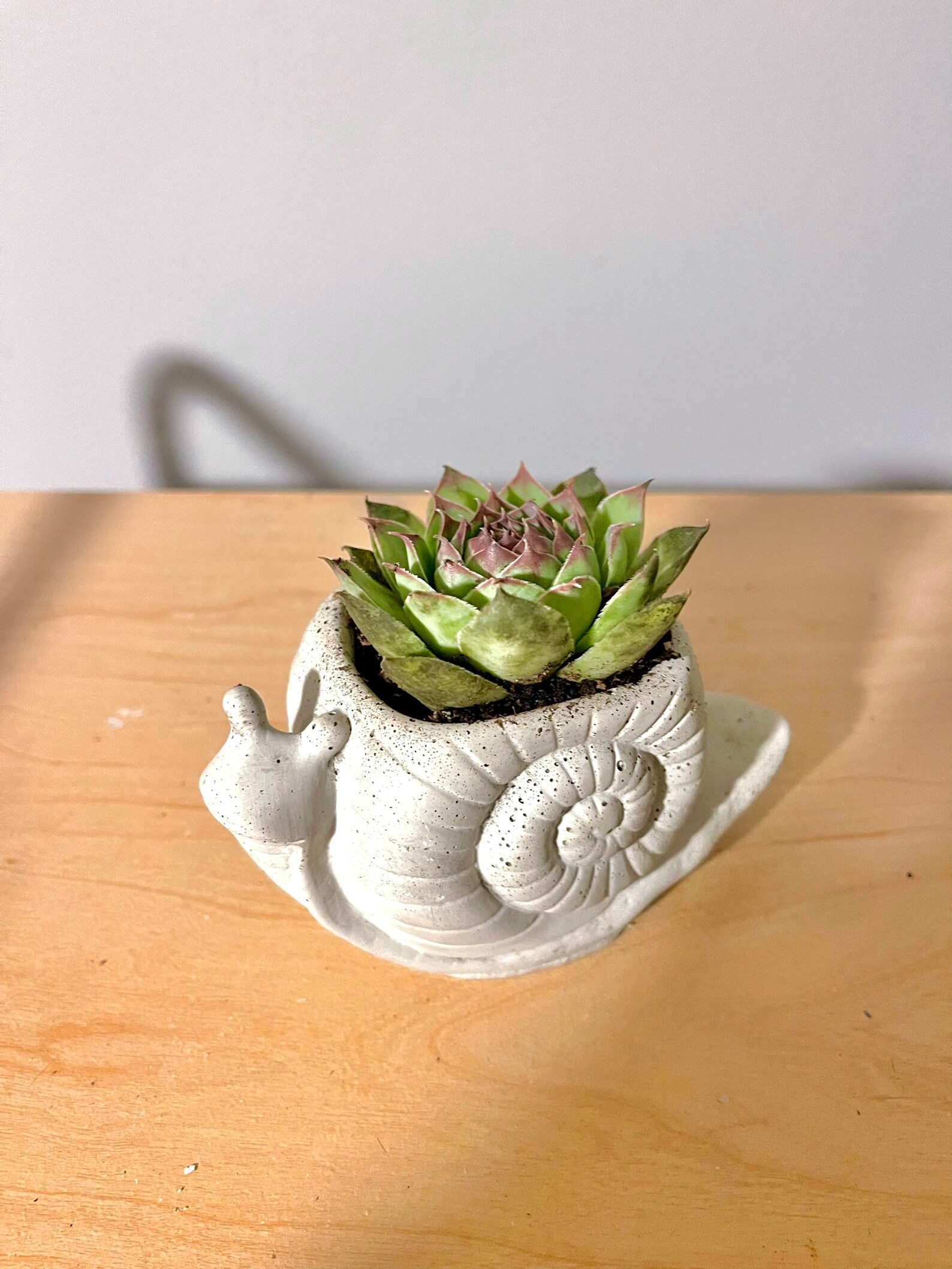Snail Succulent Pot | Snail Succulent Planter | Succulent Planters ...