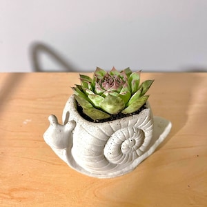 Snail Succulent Pot | Snail Succulent Planter | Succulent Planters ...