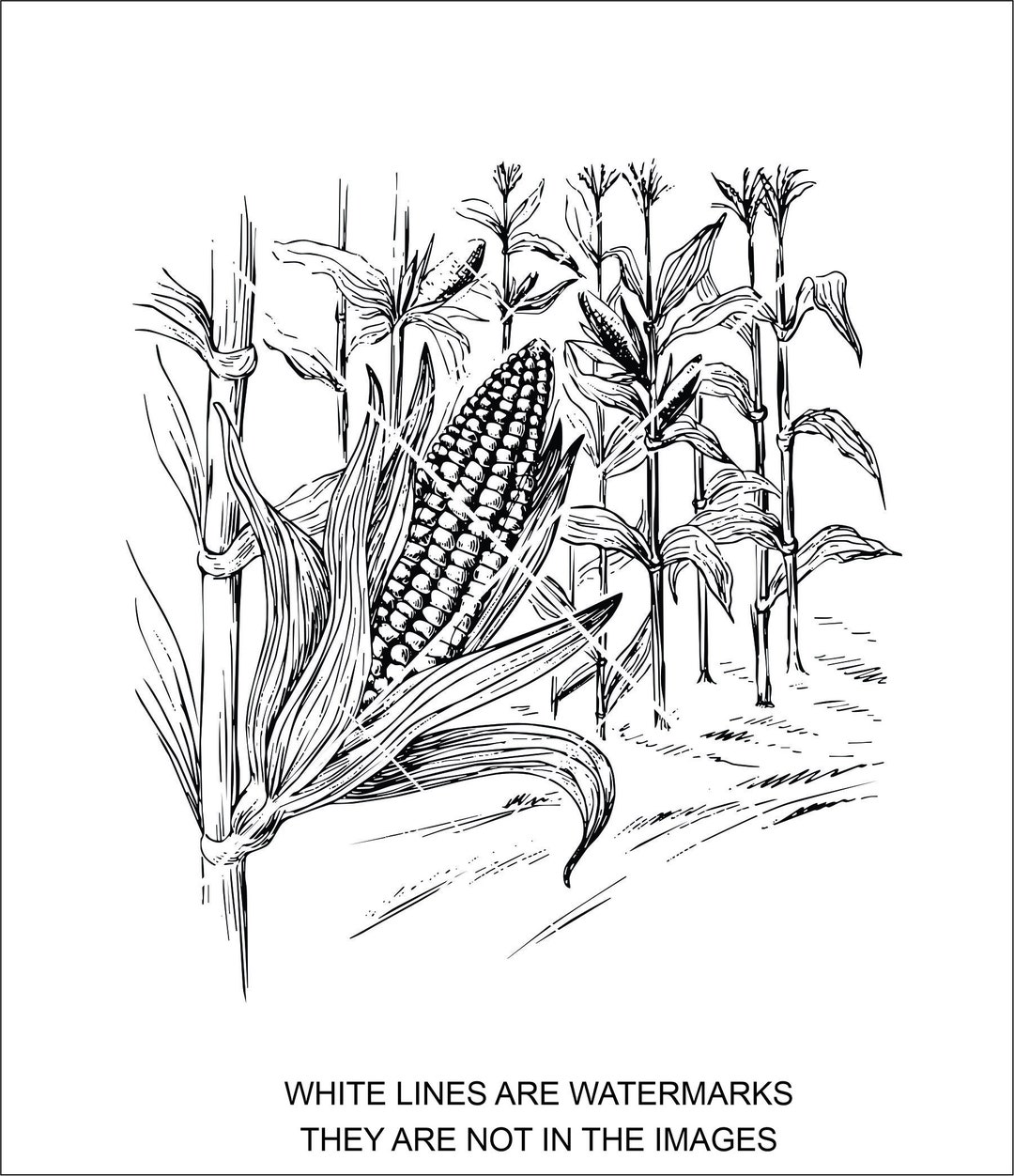 Corn Field Coloring Pages