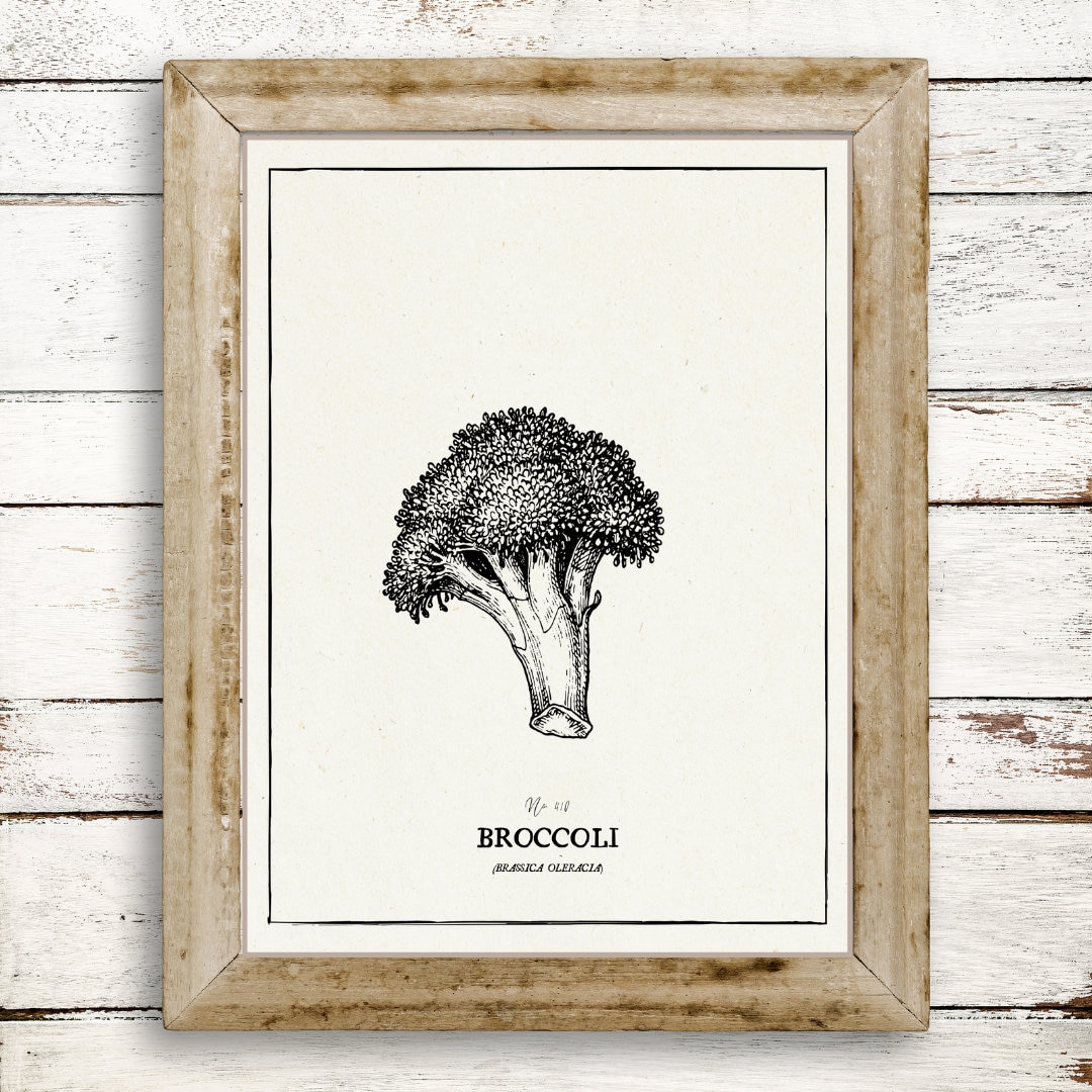 Vintage Broccoli Botanical Print Digital Download Wall Art Decor - Etsy
