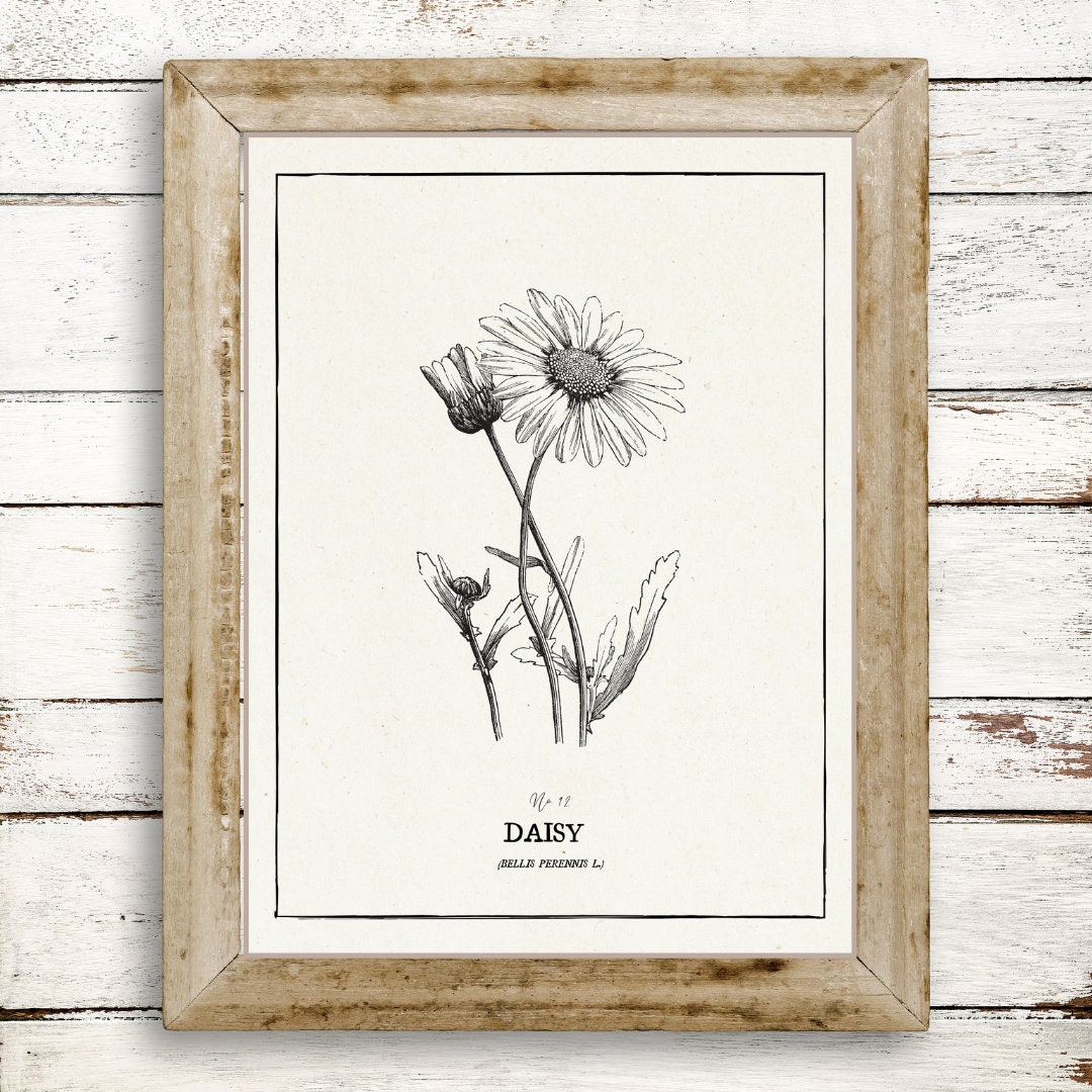 Vintage Daisies Botanical Print Digital Download Wall Art Decor - Etsy