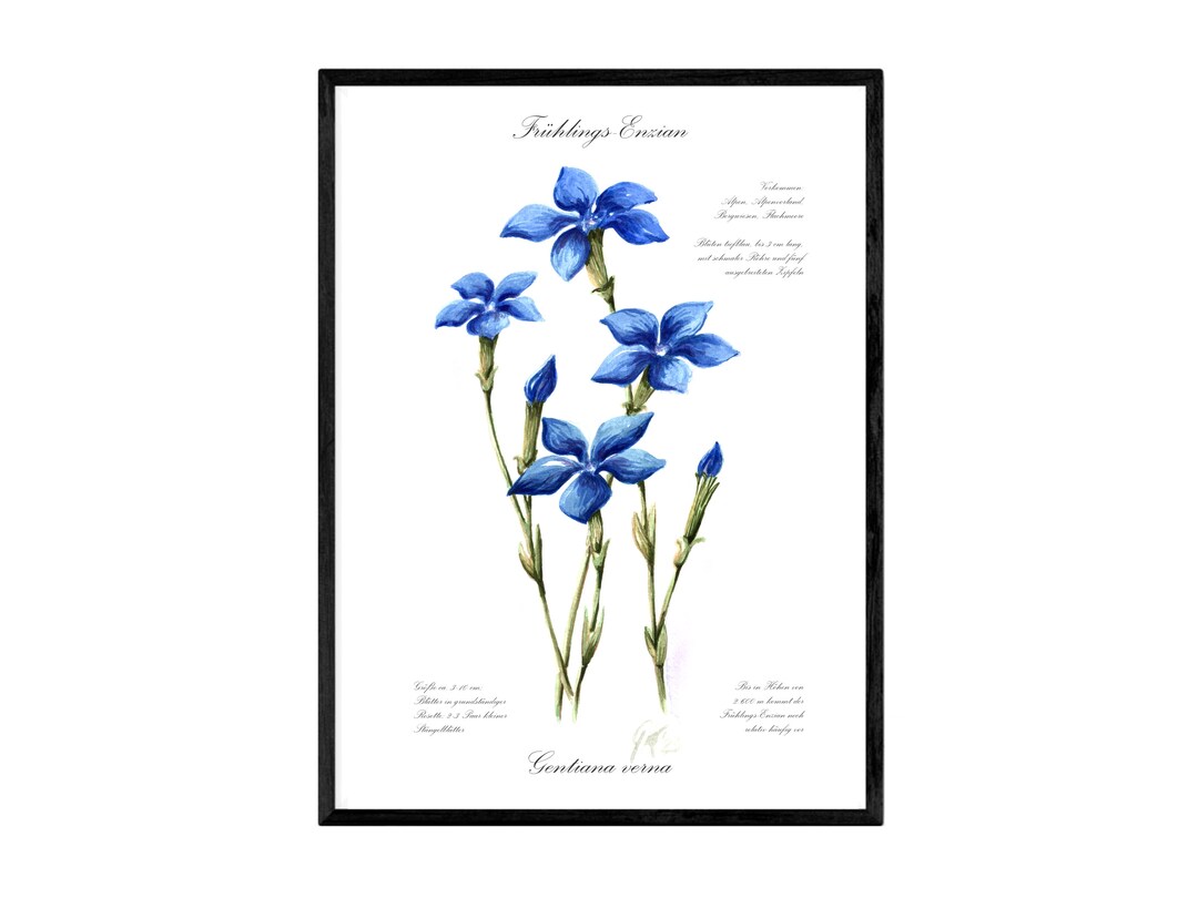 Art Print Spring Gentian With Botanical Lettering, Alpine Plants Art ...