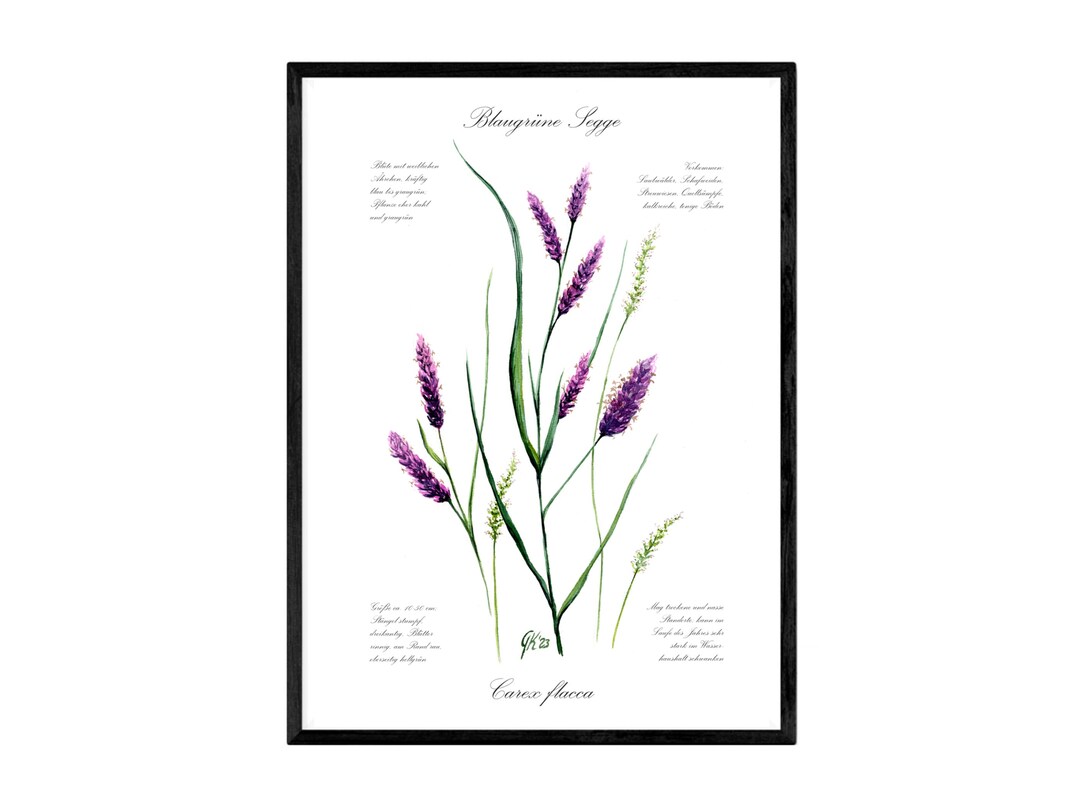 Art Print Blue-green Sedge With Botanical Inscription, German, Grass ...