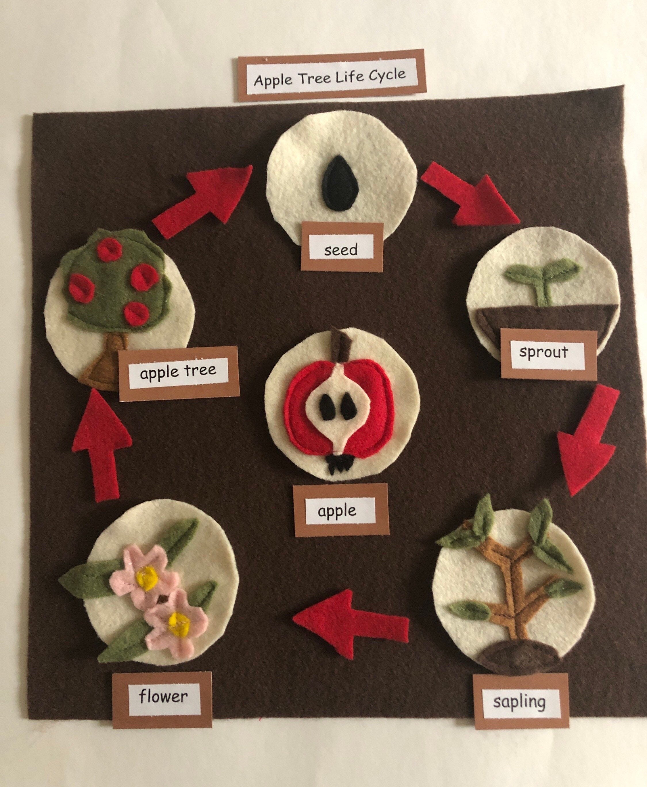 Apple Tree Lifecycle Made of Felt - Etsy