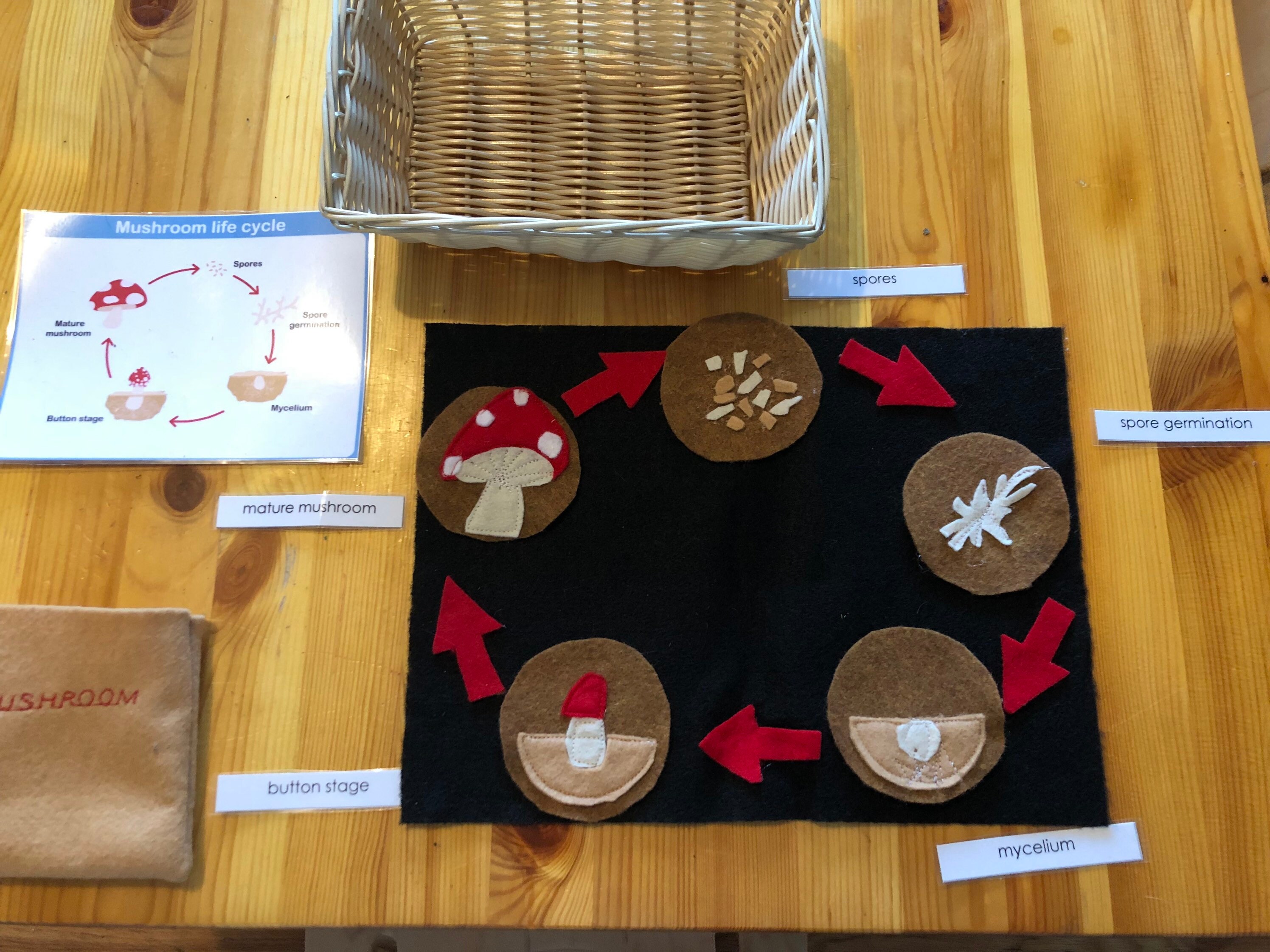 Montessori Mushroom Life Cycle - Etsy