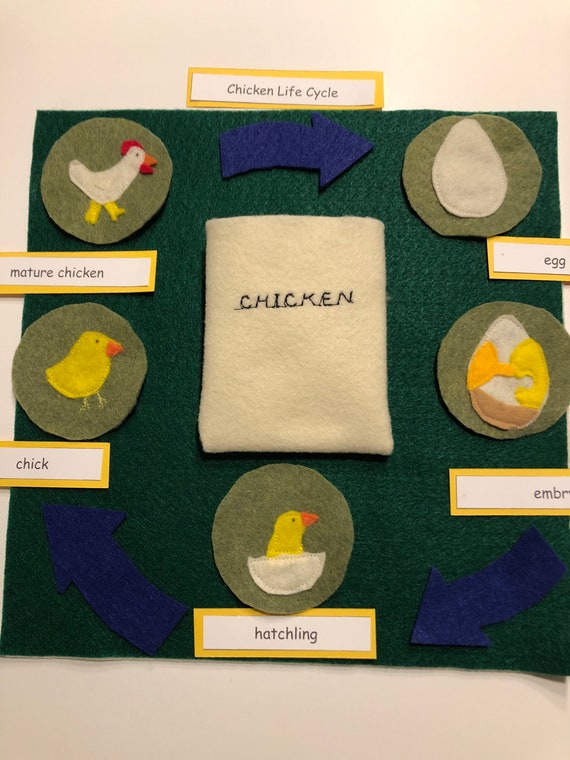 Montessori Chicken Life Cycle | Etsy