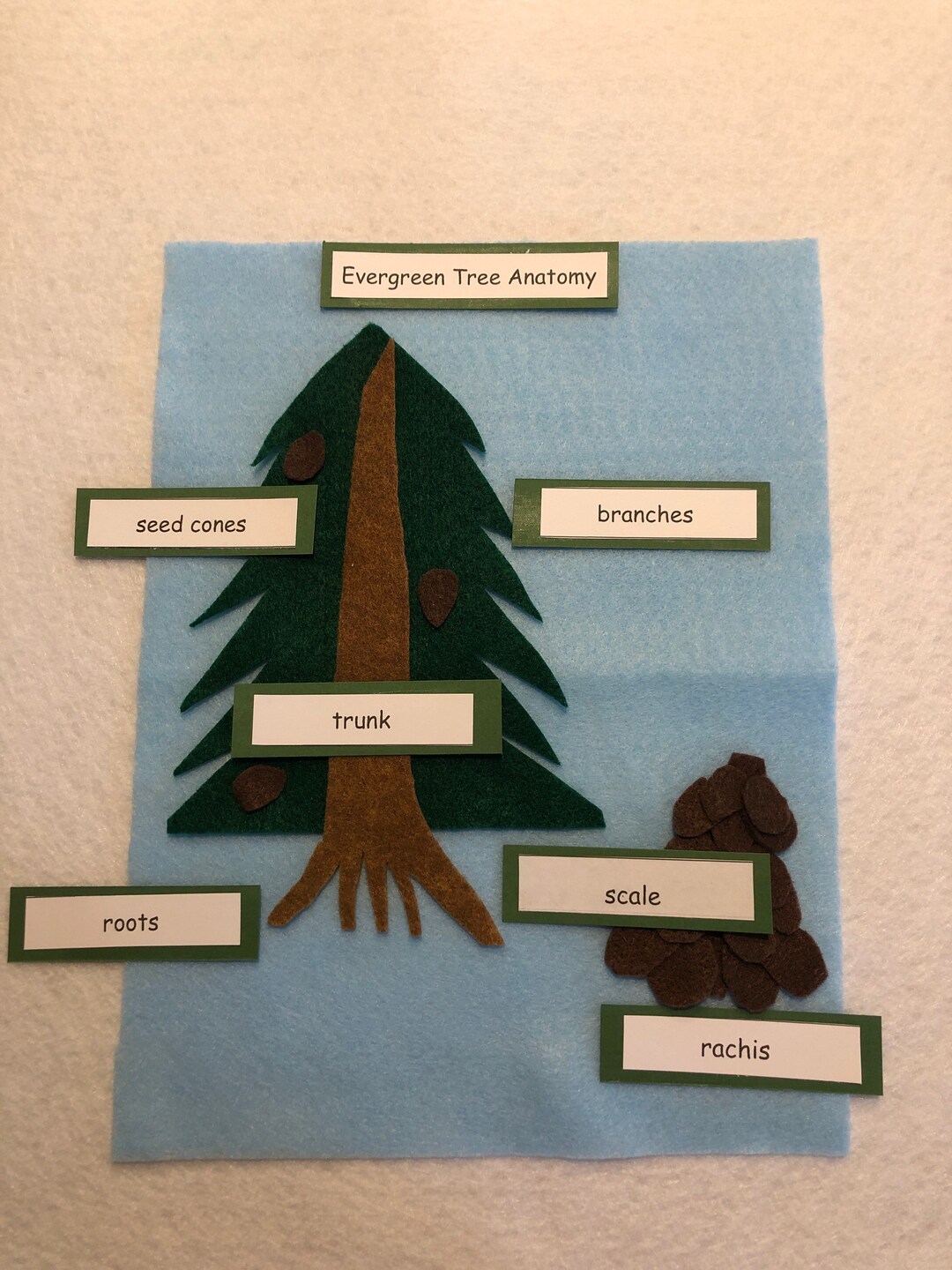 Evergreen Tree Anatomy Made of Felt - Etsy