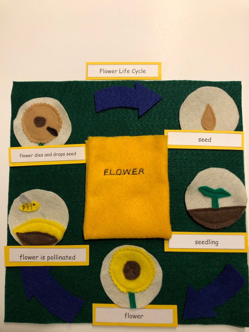 Montessori Flower Life Cycle - Etsy