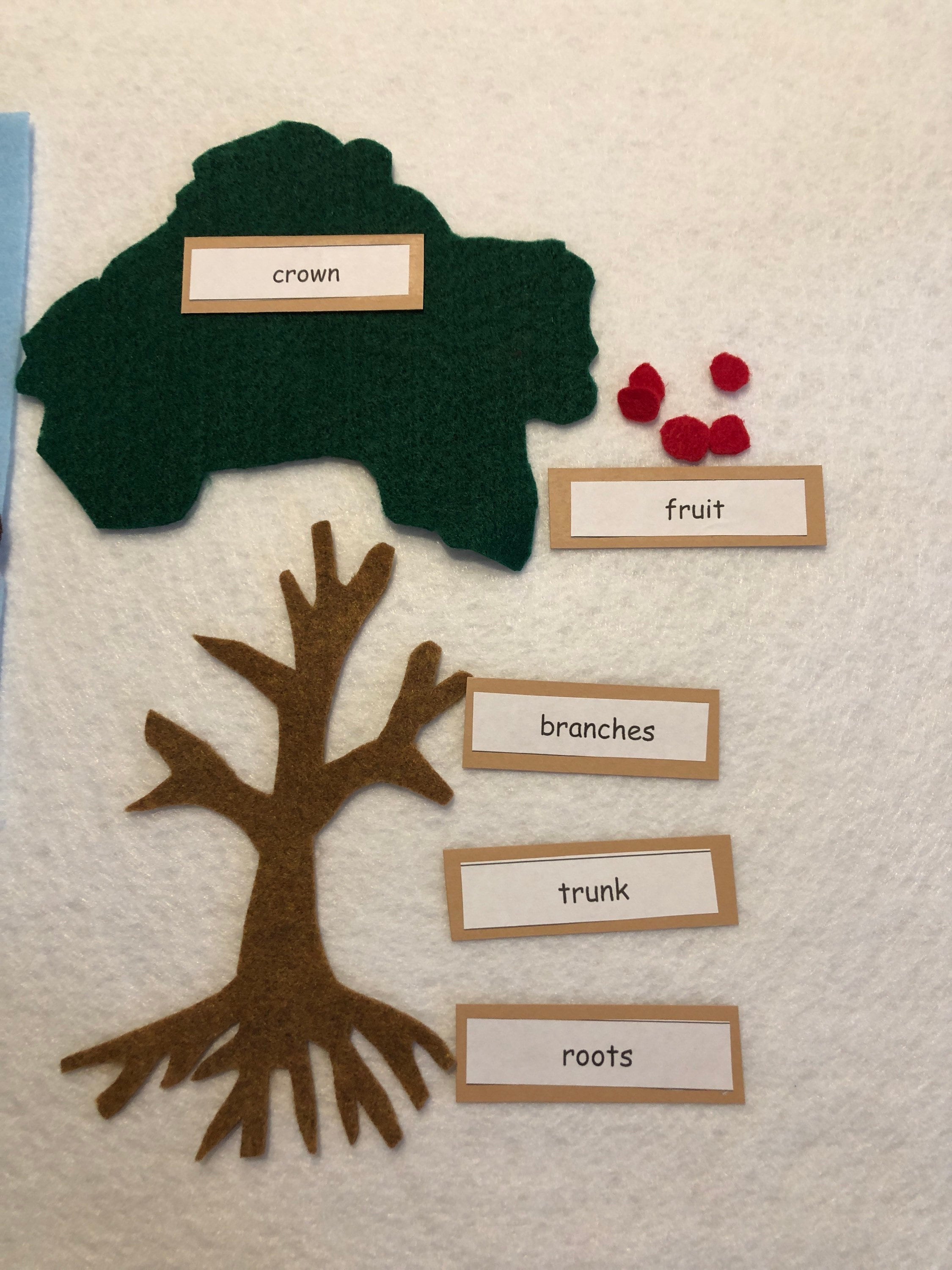 Montessori Deciduous Tree Anatomy - Etsy