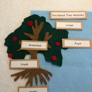 Deciduous Tree Anatomy Montessori - Etsy