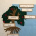 Montessori Deciduous Tree Anatomy - Etsy