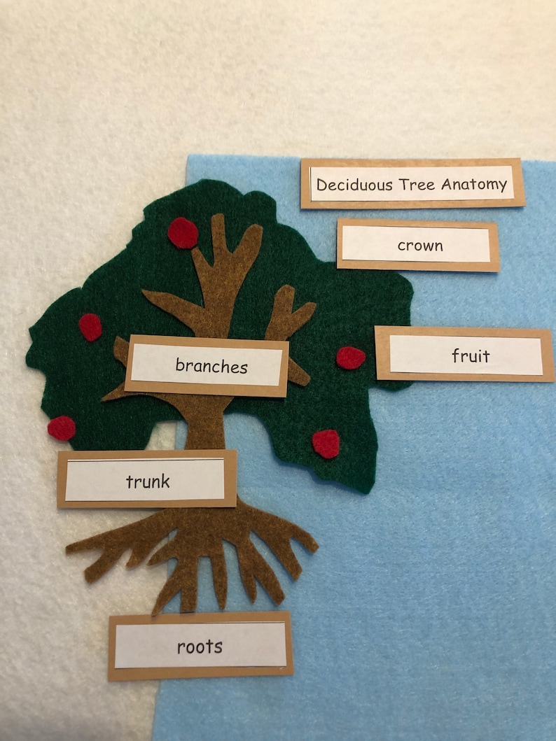 Montessori Deciduous Tree Anatomy - Etsy