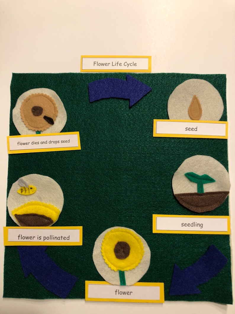 Montessori Flower Life Cycle - Etsy