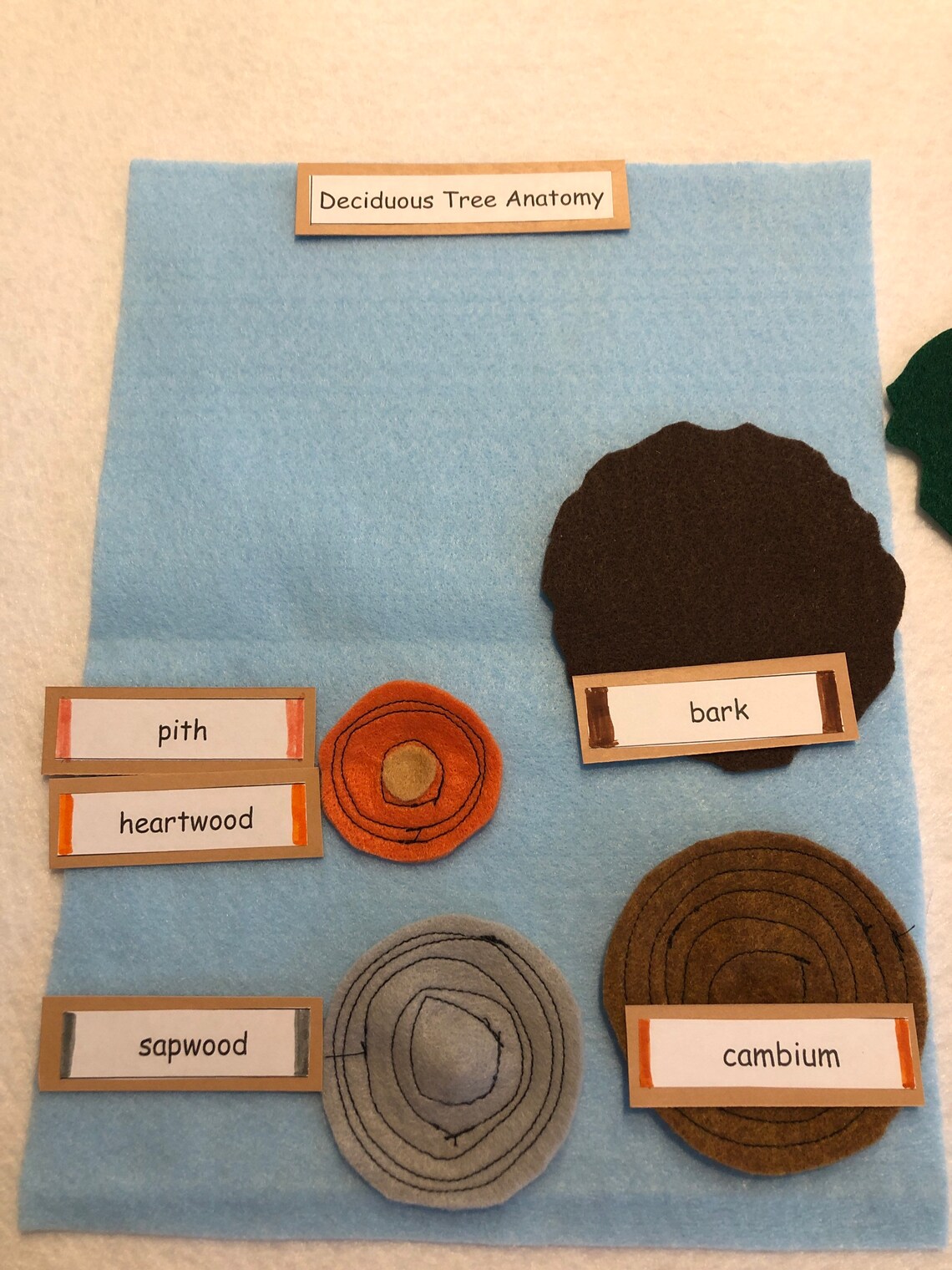 Montessori Deciduous Tree Anatomy - Etsy