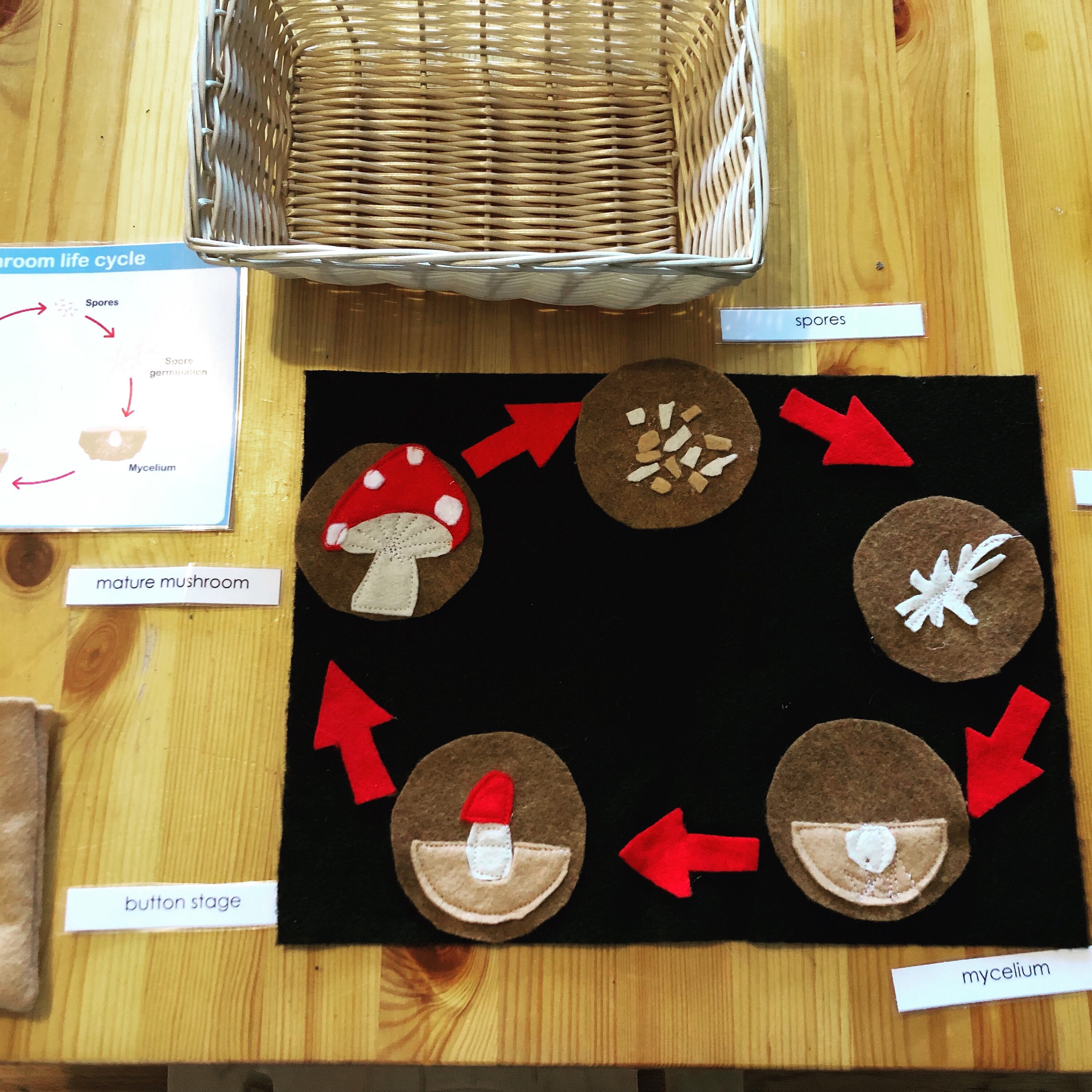 Montessori Mushroom Life Cycle - Etsy