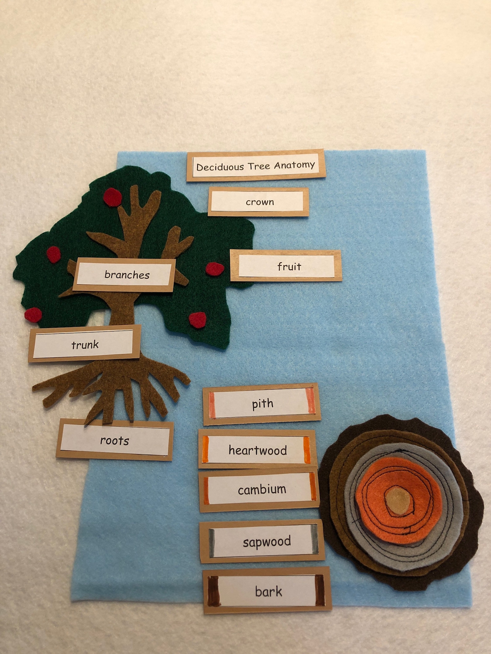 Montessori Deciduous Tree Anatomy - Etsy