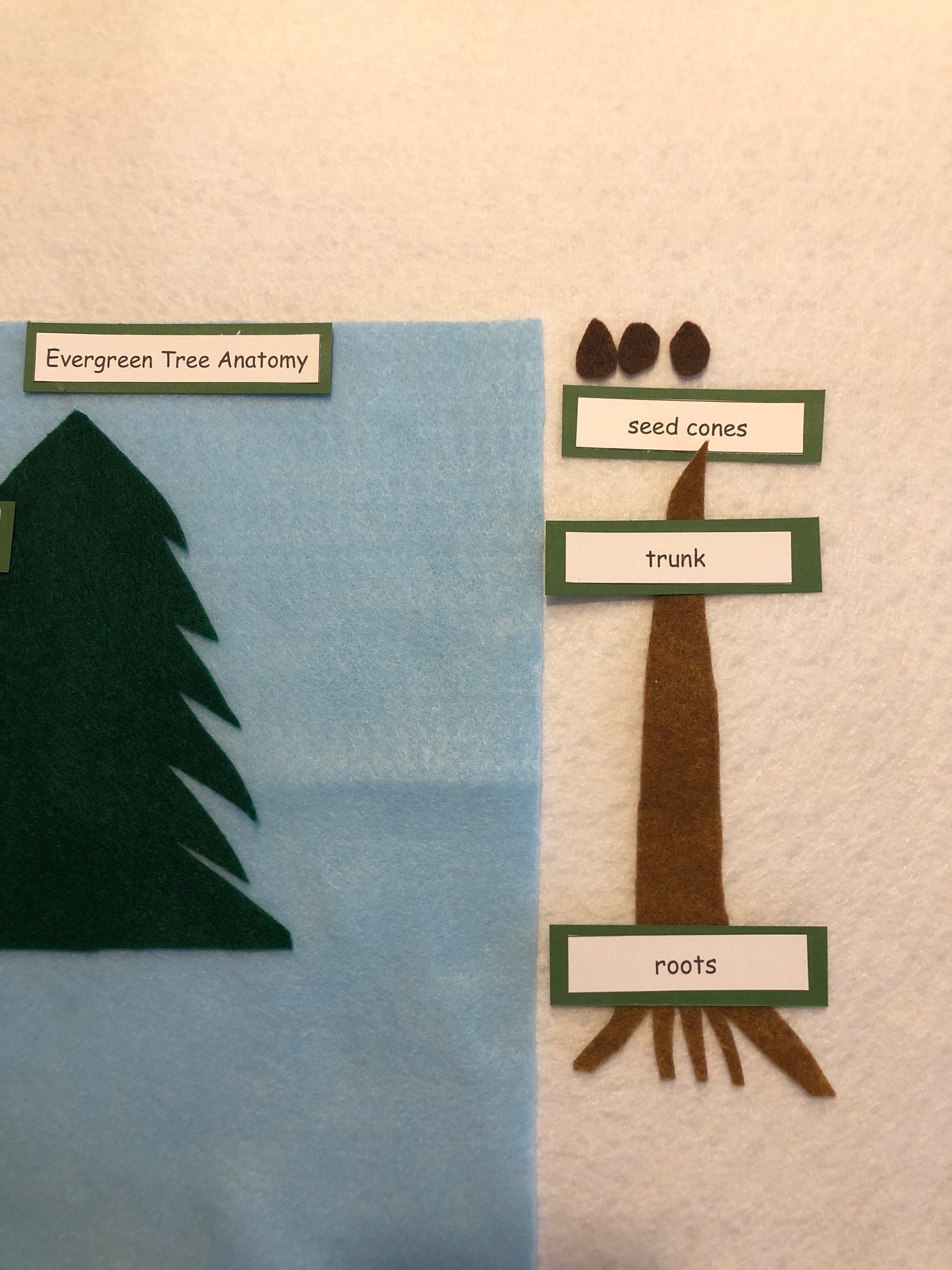 Evergreen Tree Anatomy Made of Felt - Etsy