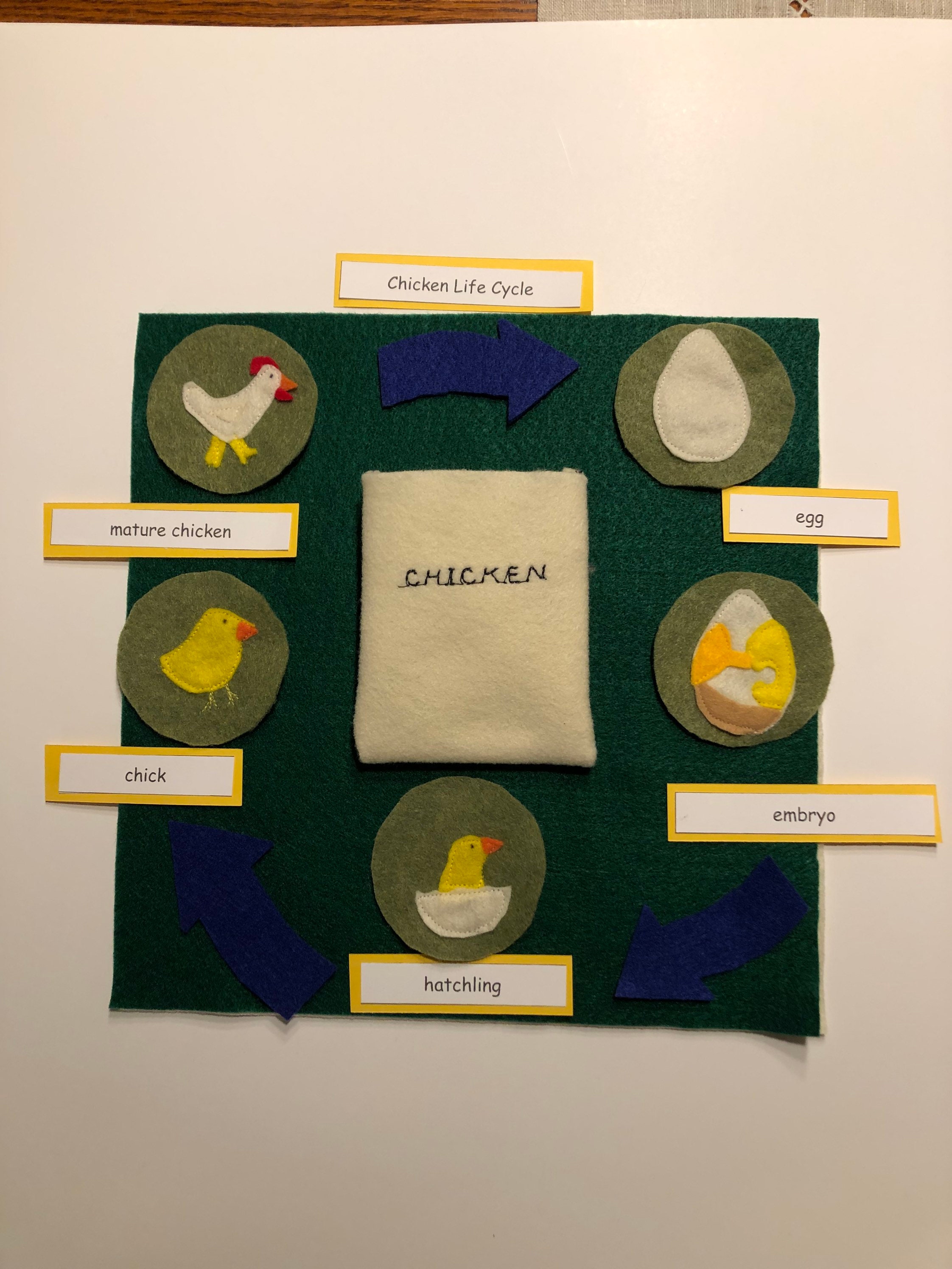 Montessori Chicken Life Cycle - Etsy