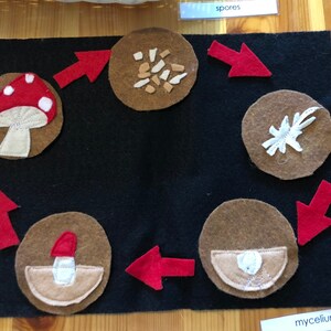 Montessori Mushroom Life Cycle - Etsy