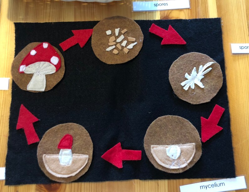 Montessori Mushroom Life Cycle - Etsy