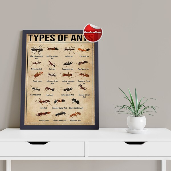 Ant Farm Wall - Etsy