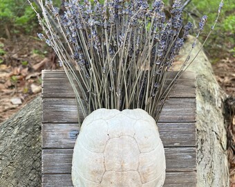 Faux Turtle Shell - Etsy