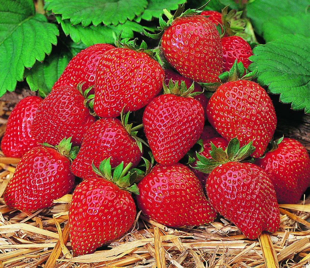 5 X Strawberry Elan F1 Plug Plants - Etsy UK