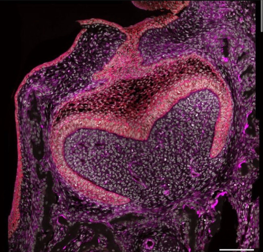 Cells Art Print - Microscopy Image - Biology Science – Celldomseen ...