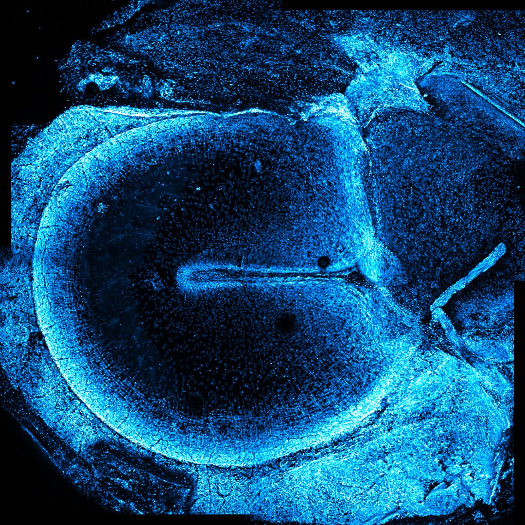 Cells Art Print - Microscopy Image - Biology Science – Celldomseen ...