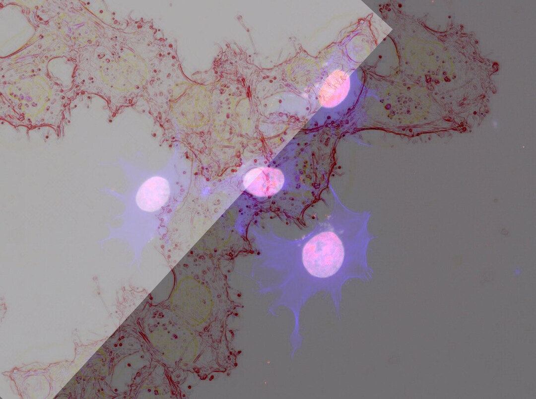 Cells Art Print - Microscopy Image - Biology Science – Abstract ...