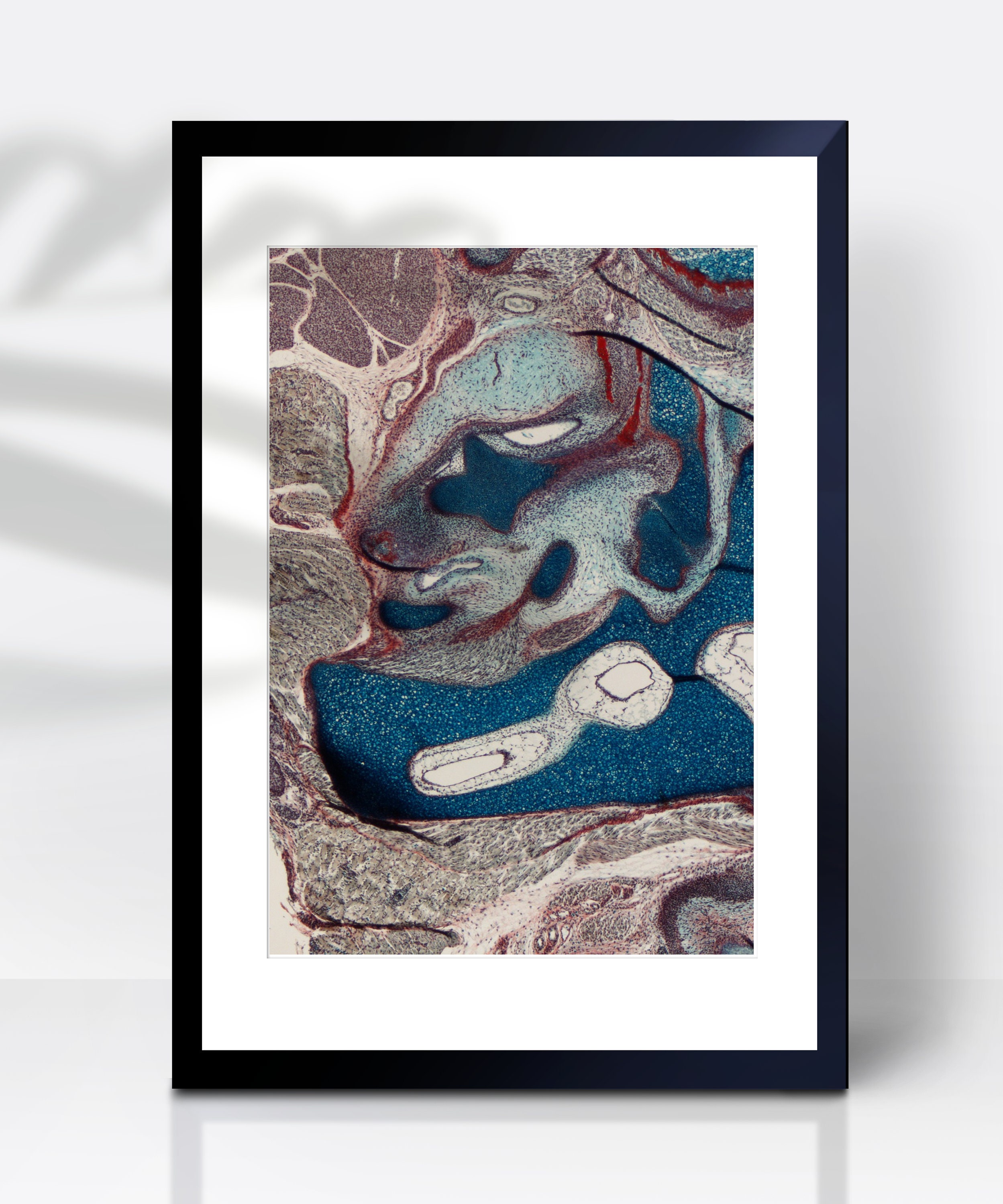 Cells Art Print - Microscopy Image - Biology Science – Celldomseen ...