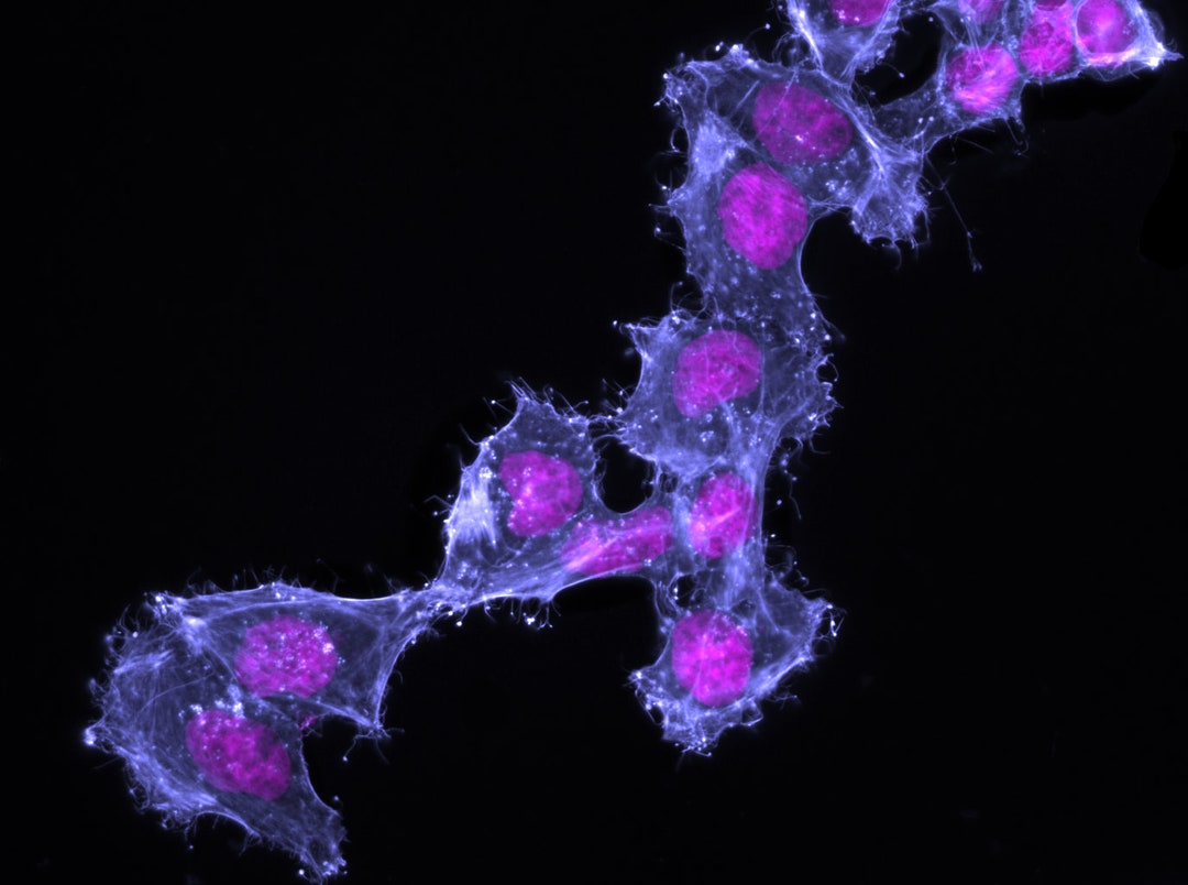 Cells Art Print - Microscopy Image - Biology Science - A4 - Etsy