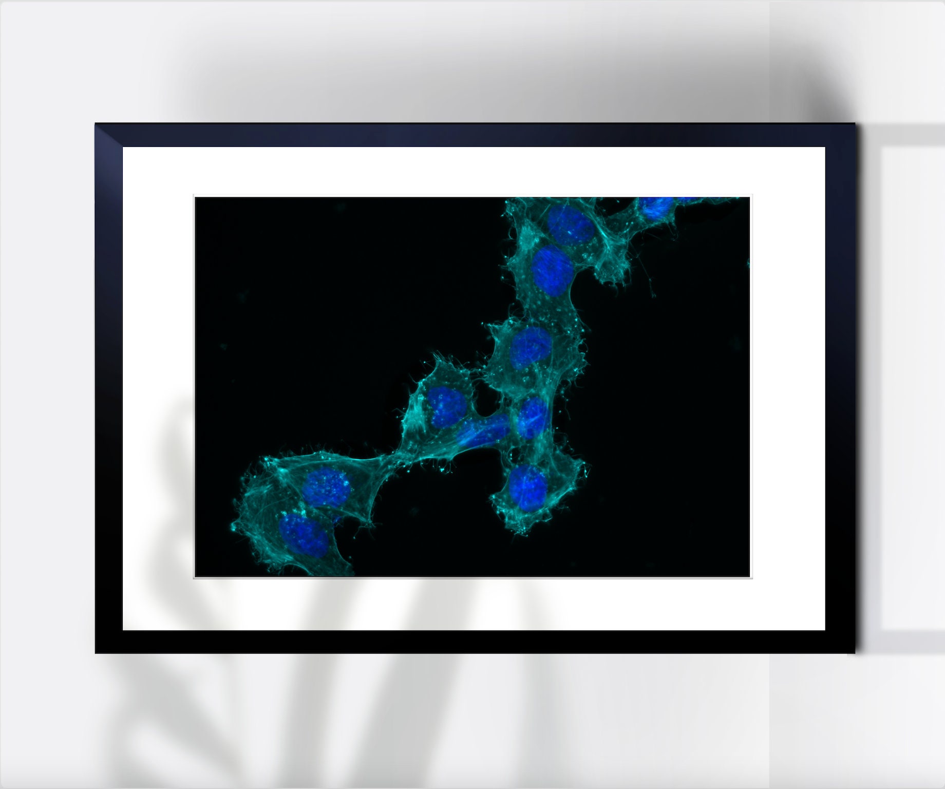 Cells Art Print - Microscopy Image - Biology Science - A4 - Etsy