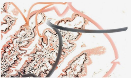 Cells Art Print - Microscopy Image - Biology Science – Celldomseen ...