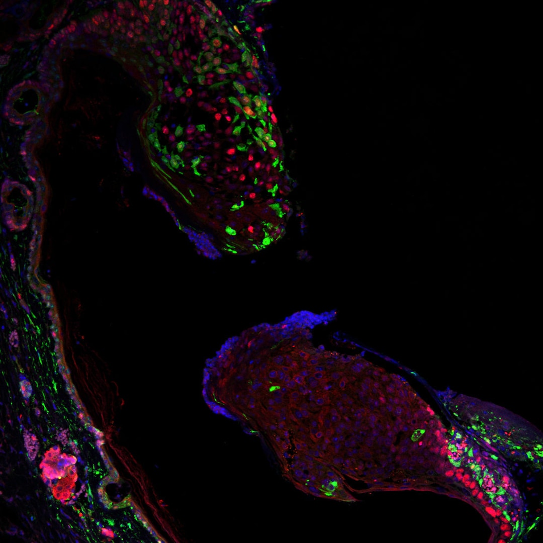 Cells Art Print - Microscopy Image - Biology Science – Celldomseen ...