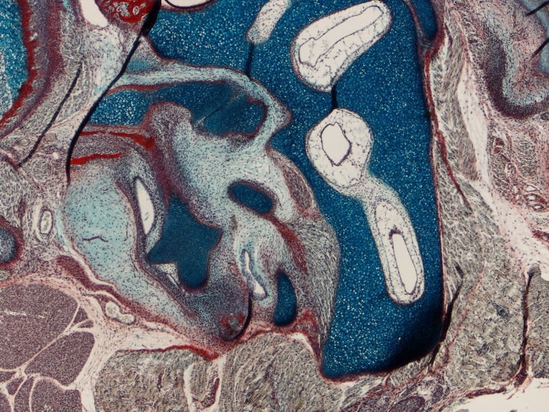 Cells Art Print - Microscopy Image - Biology Science – Celldomseen ...